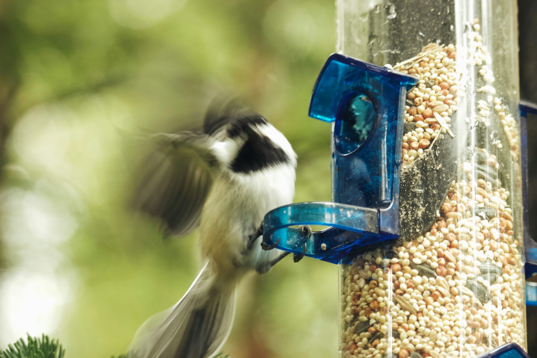 The Best Smart Bird Feeder – Consumer Test Lab